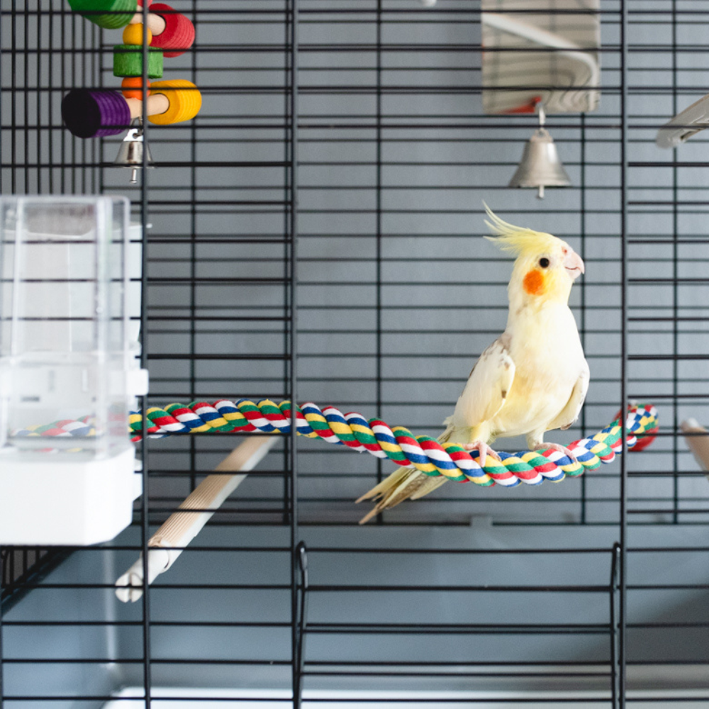 Top 5 Cockatiel Cages