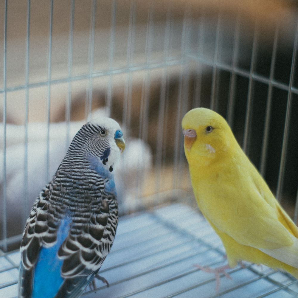 Parakeet Paradise:The Best Cage for Your Feathered Friend