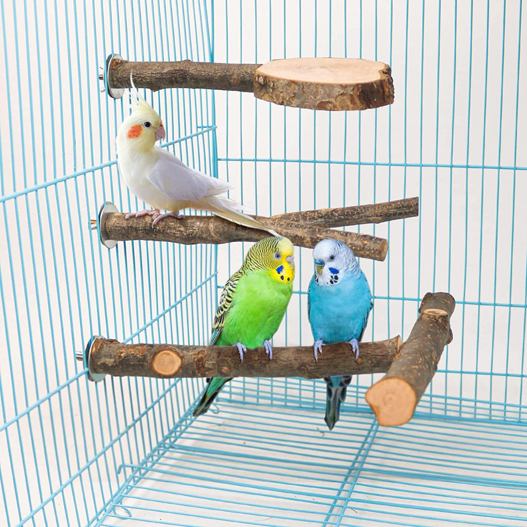 The 5 Best Perches for Your Pet Bird