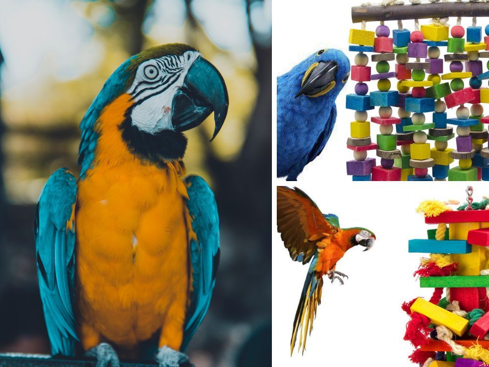 How To Choose The Perfect Big Bird Toys