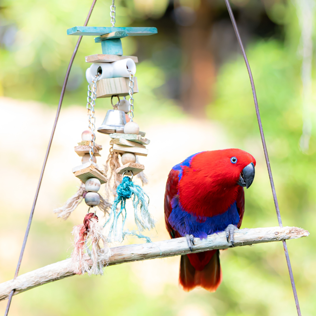 Best Bird Play Stand For Your Feathered Friend