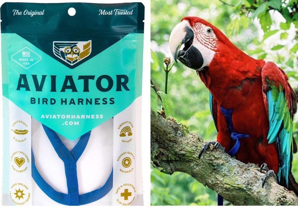 The Benefits of Buying Aviator Macaw Harnesses on Amazon