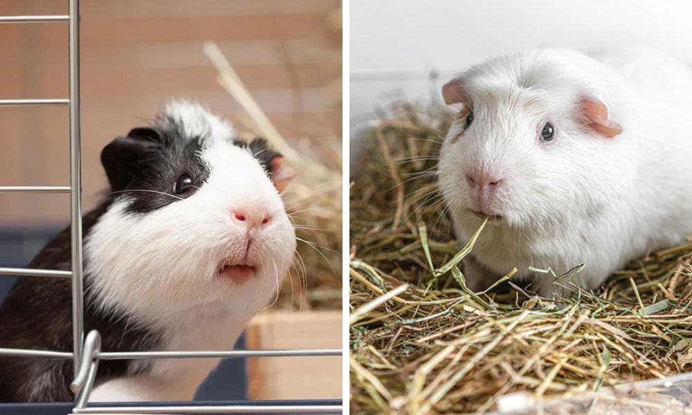 The Benefits of Feeding Your Guinea Pig Hay: A Guide