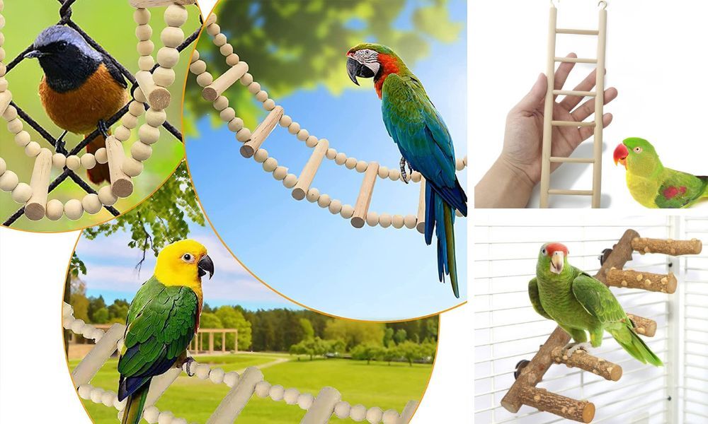 Top 5 Bird Ladders of 2025: Which One is Right for Your Feathered Friend?