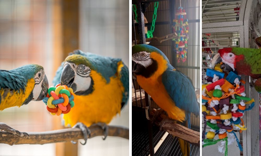 Keeping Your Macaw Entertained with Perfect Macaw Toys in 2025