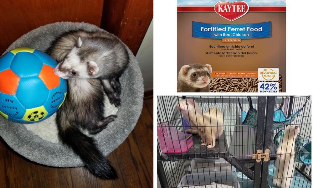 Discover Why Kaytee Ferret Food With Chicken Is The Perfect Choice For ...