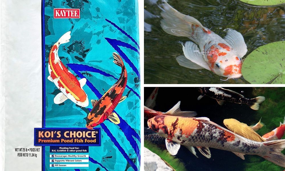 Turn Your Pond Into A Haven - Introducing Kaytee Koi Food For Gorgeous ...