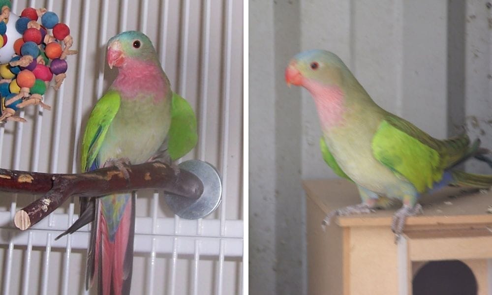 The Enchanting Princess of Wales Parakeet: A Bird Lover's Delight
