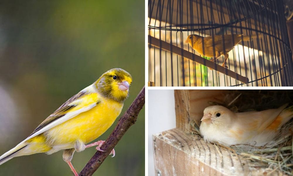 Canary Nest: Tips for Creating a Suitable Nest Environment for Canary Breeding