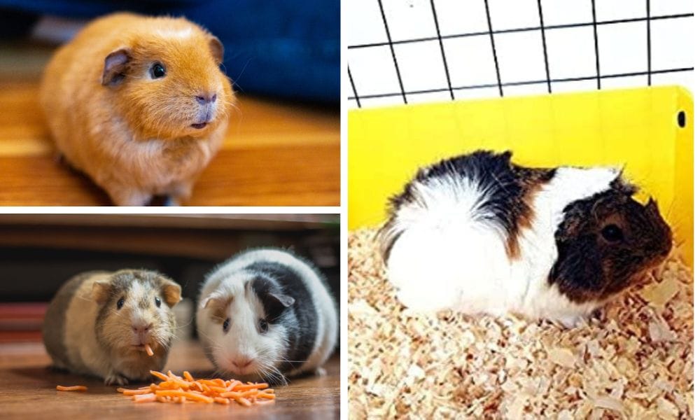 The Basics of Guinea Pig Care 101 for Happy and Healthy Cavies