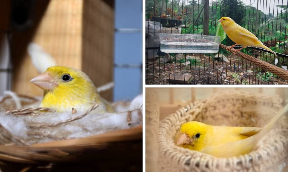 How to Choose the Right Canary Nest for Your Pet Canaries
