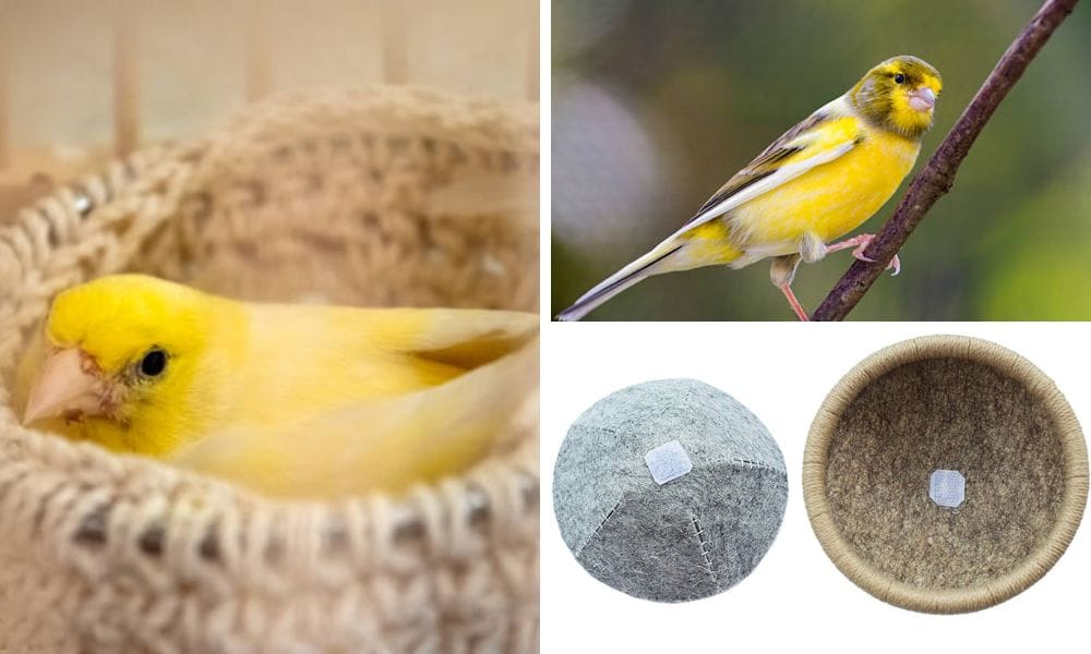 Materials Needed for Building a Comfortable Canary Nest