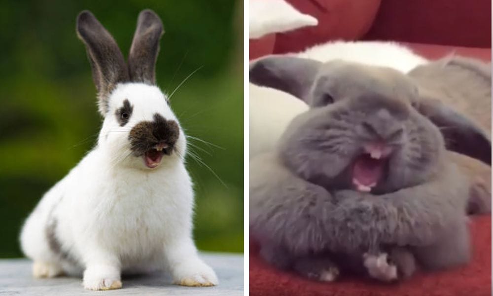 Understanding Rabbit Yawning: An Insight into Bunny Behavior