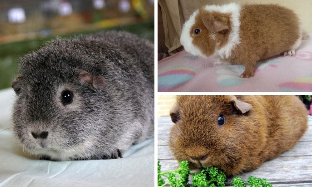 Why Rex Guinea Pig Make A Great Pet: A Comprehensive Review