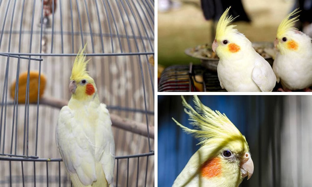 Caring for Your Lutino Cockatiel: The Ultimate Pet Care Tips