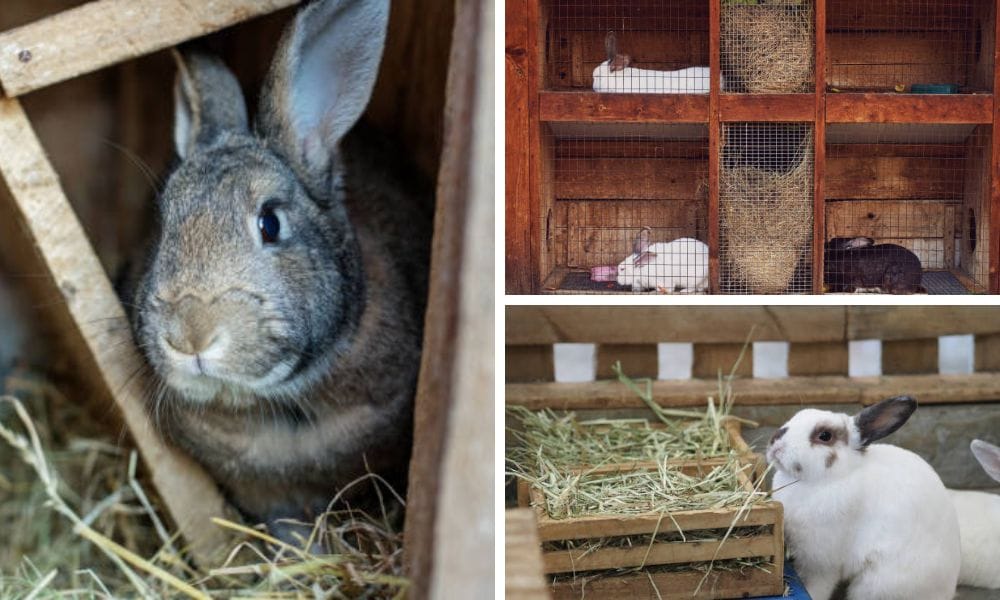 DIY Rabbit Hay Feeder: Creative Ideas and How-To's