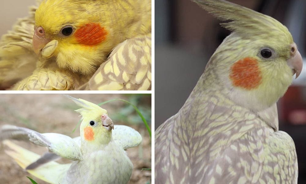 How to Create an Ideal Habitat for Your Pearl Cockatiel