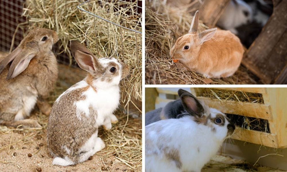 The Ultimate Guide to Choosing the Best Rabbit Hay Feeder