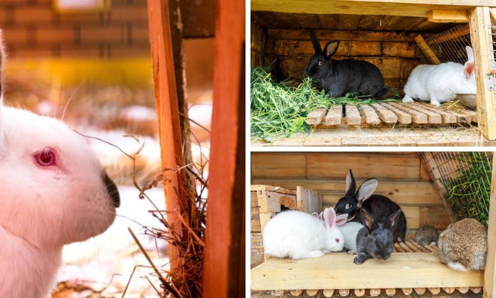5 Essential Features of a Safe and Comfortable Rabbit Nesting Box