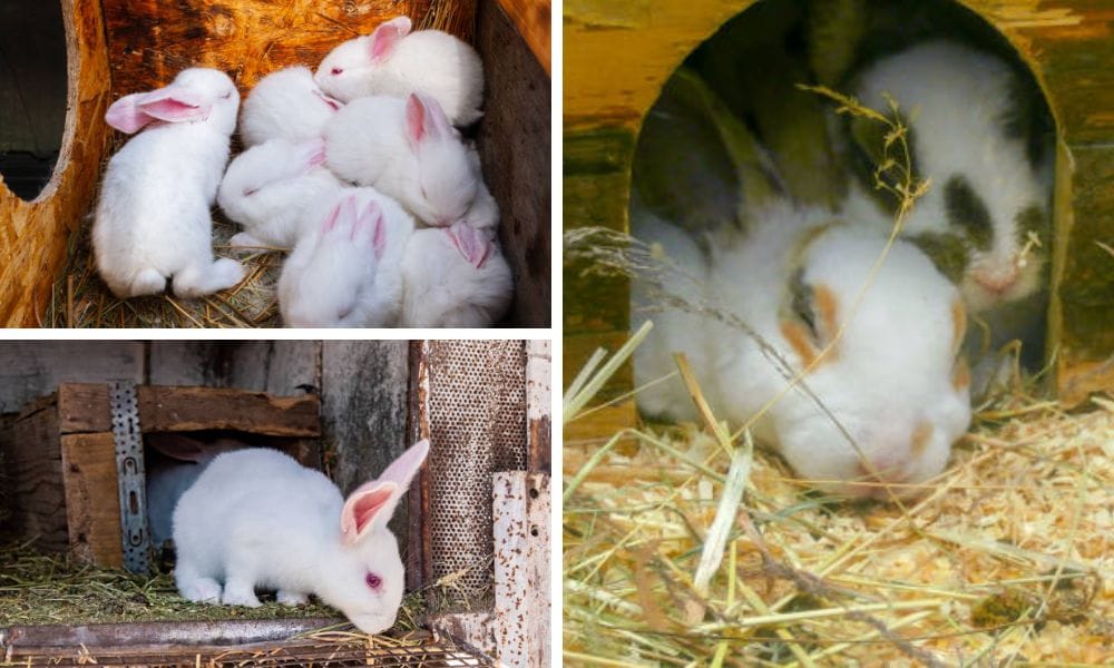 Adjustable Rabbit Nesting Box: A Must-Have for Growing Bunnies