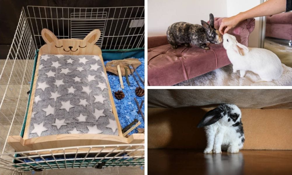 DIY Rabbit Bed: How to Create a Cozy Space for Your Bunny
