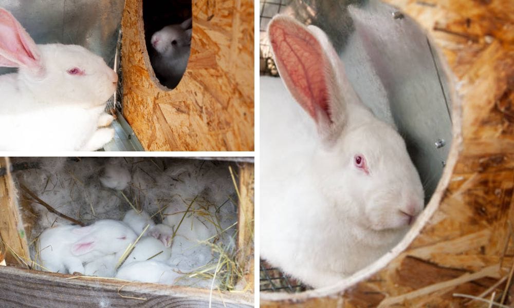 The Ultimate Guide to Choosing the Right Rabbit Nesting Box