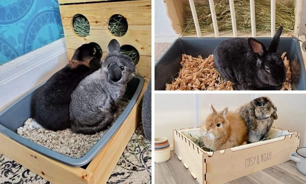 Litter Box for Rabbit: The Benefits of Litter Training and How to Do It ...