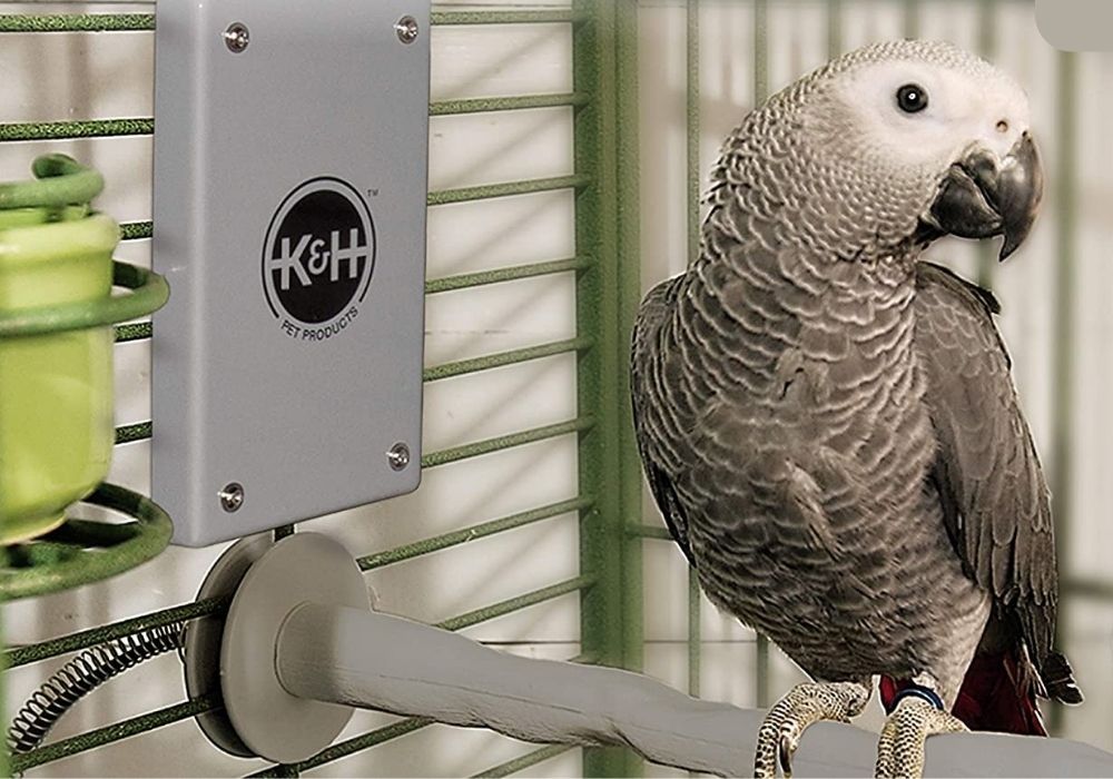 Everything You Need to Know About Parrot Cages