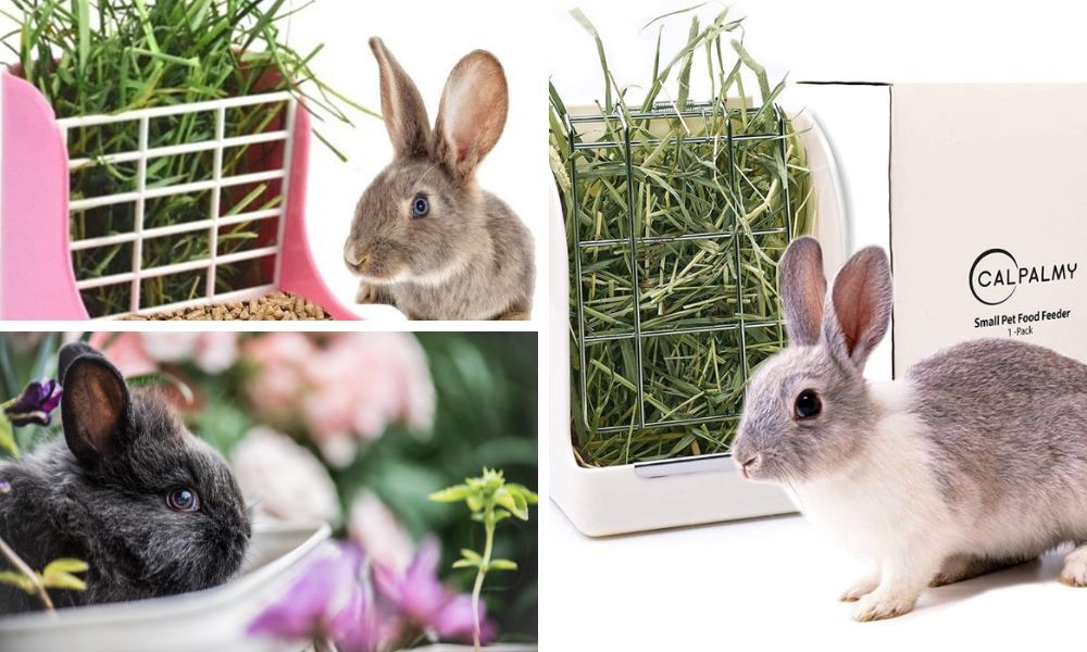 Top 5 Rabbit Food Bowls for a Happy and Healthy Pet
