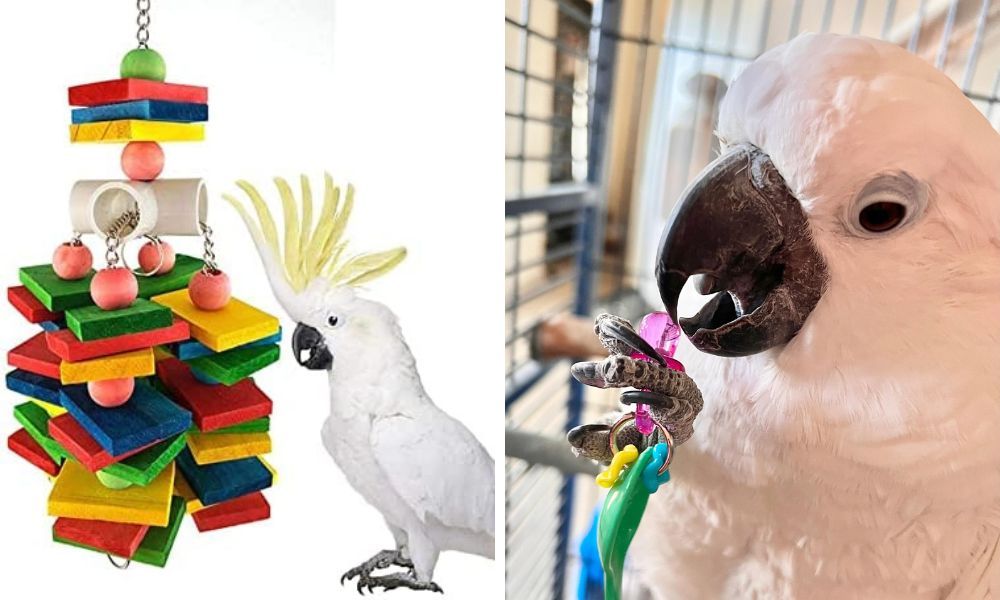 How to Find Safe and Non-Toxic Cockatoo Toys