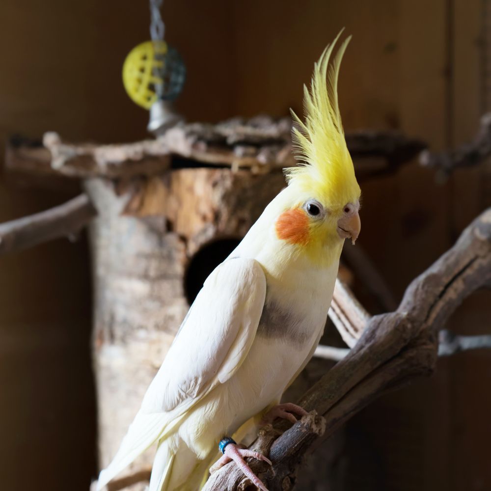 Top 3 Toys for Cockatiels That Will Keep Them Entertained