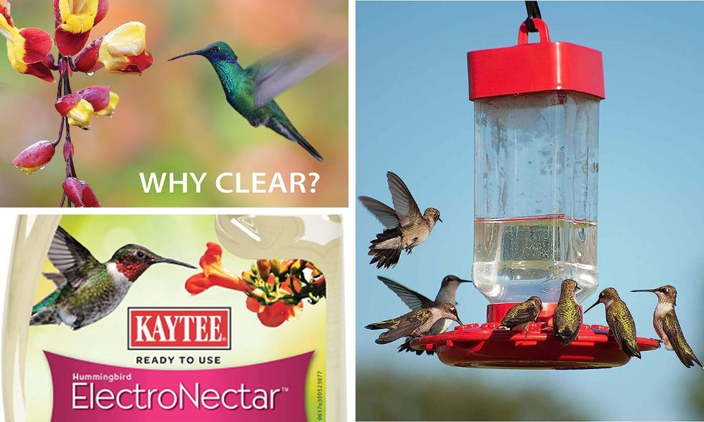 Attract & Nourish Hummingbirds with Kaytee Hummingbird ElectroNectar ...