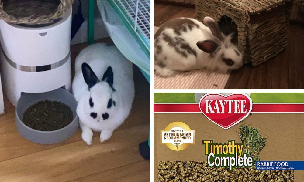 Rabbits Everywhere Are LOVING Kaytee Timothy Complete: Here's Why!