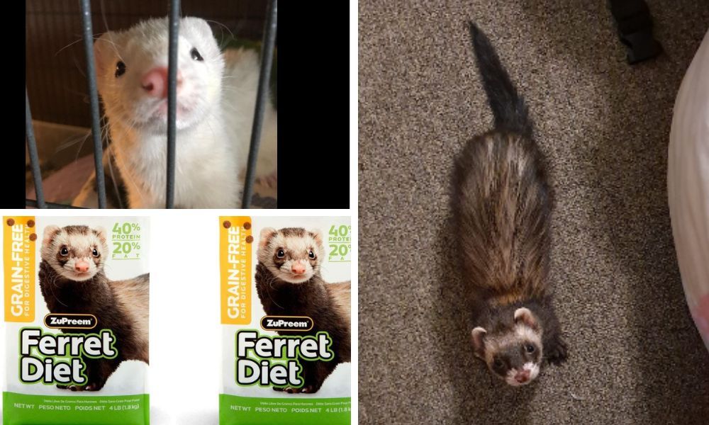 The Ultimate Guide to Zupreem Ferret Food: Everything You Need to Know