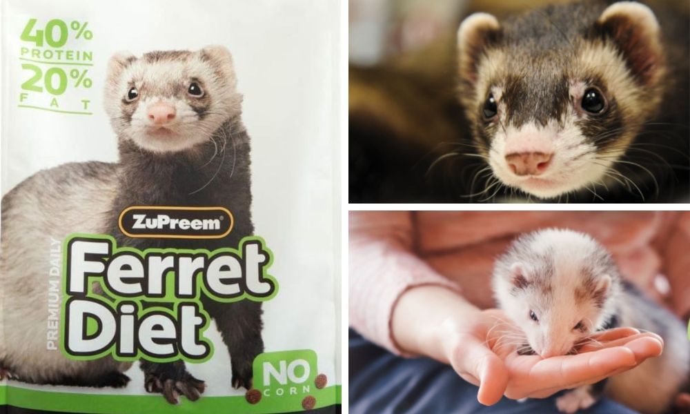 Why Zupreem Ferret Food is a Must-Have for Optimal Health