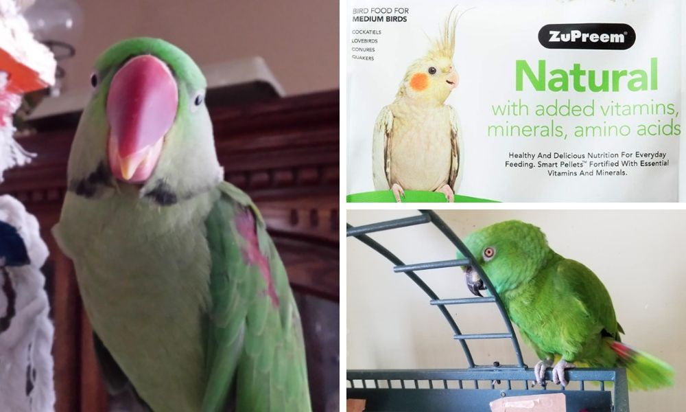 Unlock the Secrets to Healthy Bird Nutrition: Try ZuPreem Natural Bird ...