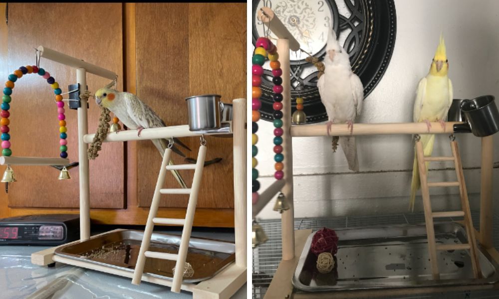 Cockatiel Playground Ideas for Small Spaces: Maximizing Fun in Limited ...