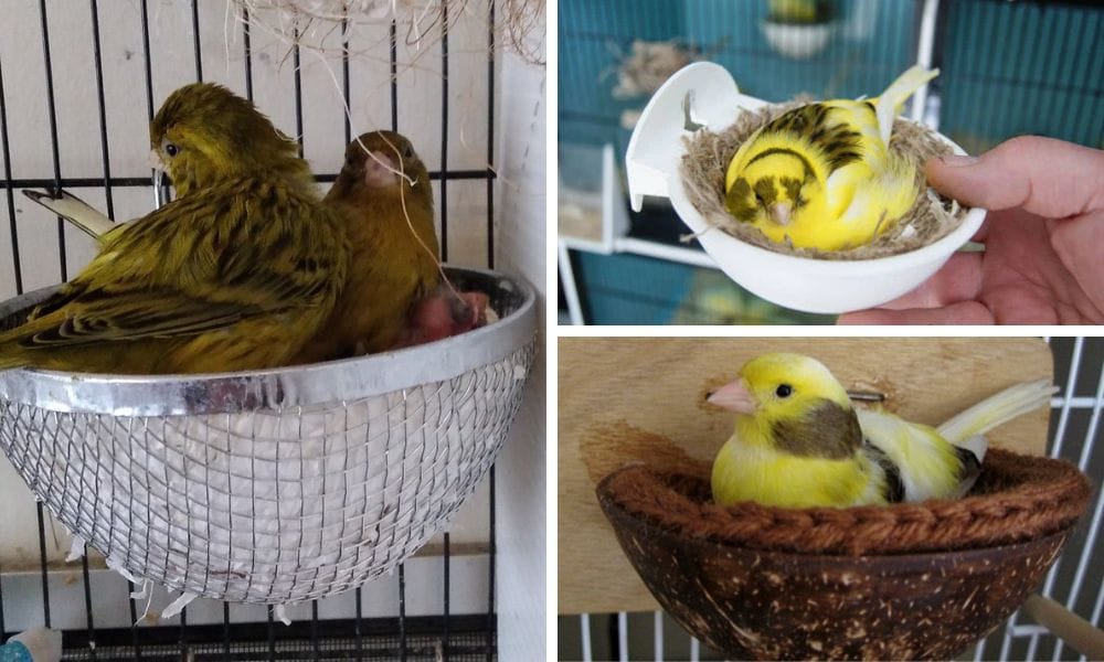 The Ultimate Guide to Canary Nest: Everything You Need to Know
