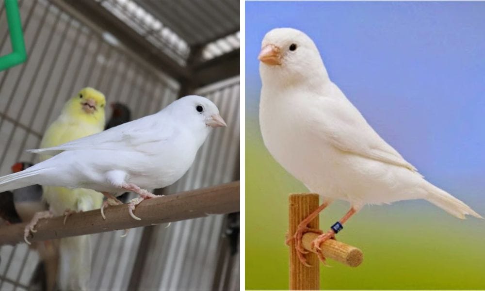 The Ultimate Guide to Canary Nest: Everything You Need to Know