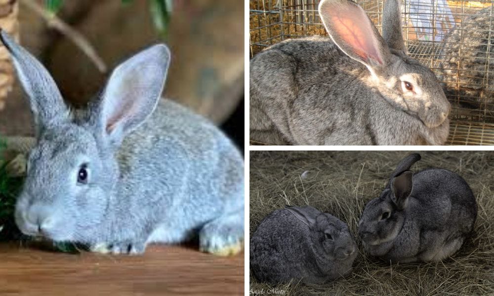 The Giant Chinchilla Rabbit: A Gentle Giant Among Bunnies