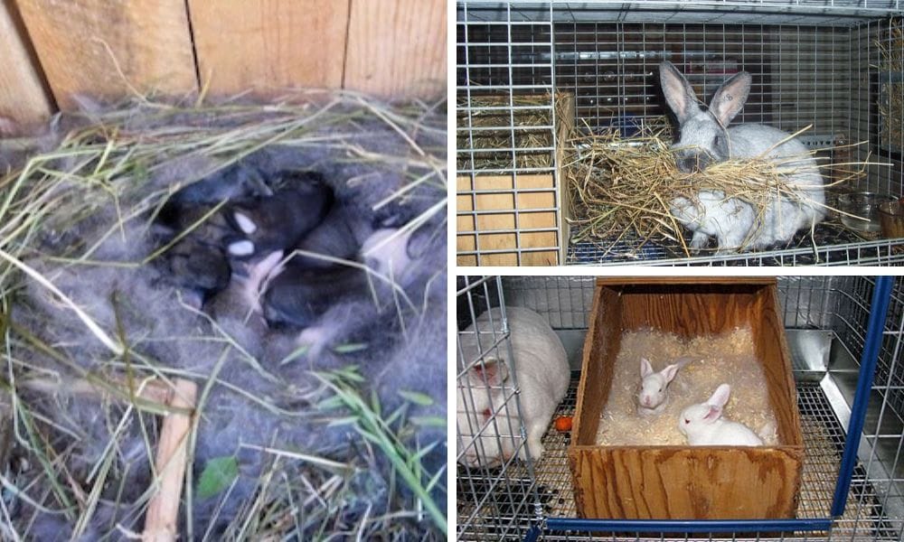 Unveiling the Hidden World of Rabbit Nest