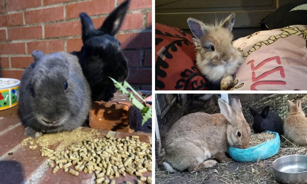 Hop into a World of Nutritional Bliss: Top 3 Rabbit Pellets That Your ...