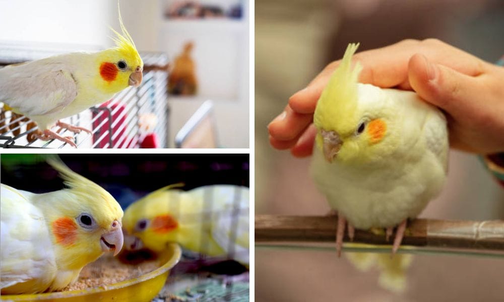 Top 3 Toys for Cockatiels That Will Keep Them Entertained
