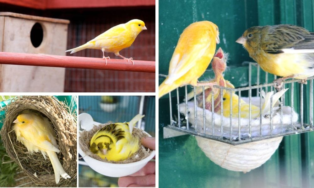 The Role of Canary Nest in Canary Breeding: A Comprehensive Guide