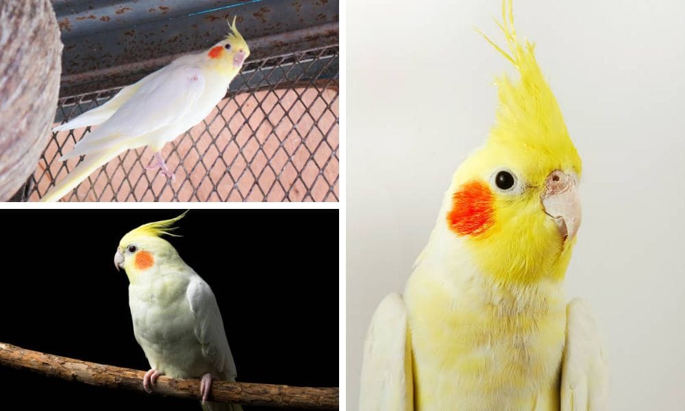 Dealing with Polyuria in Whiteface Yellow Cockatiel: An Urgent Guide ...