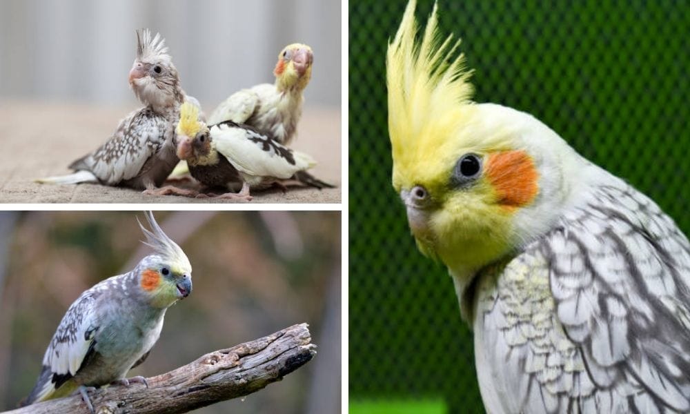 Understanding the Lutino Cockatiel: A Comprehensive Guide
