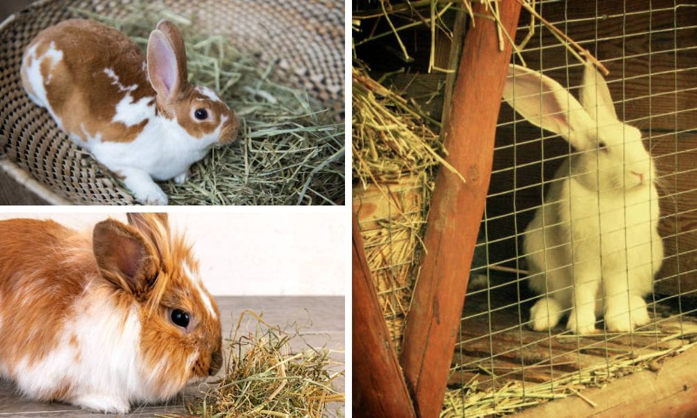 How to Use a Rabbit Hay Feeder: A Step-by-Step Tutorial