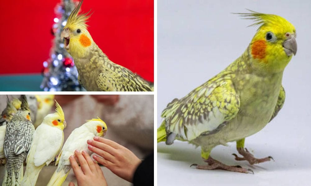Training Your Pearl Cockatiel: Effective Techniques and Tips