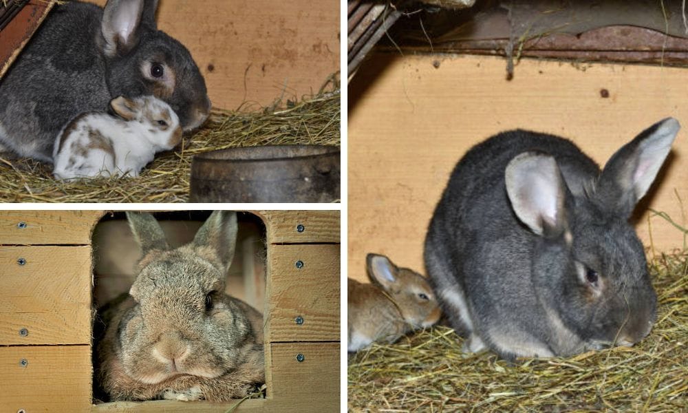 Creating a Cozy Space: Tips for Setting Up Rabbit Nesting Box