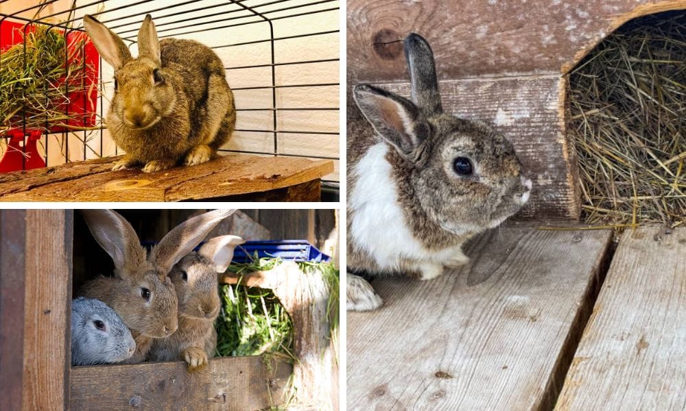 From Selection to Setup: A Comprehensive Guide to Rabbit Nesting Box